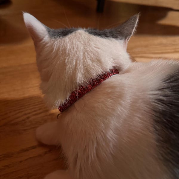Cat Collar - "the Ringleader" - Cat Collar - Bright Pink Velvet - Etsy