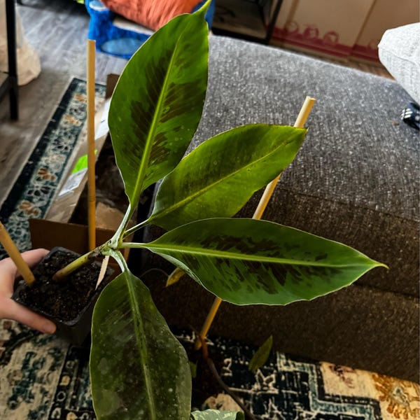 3 Musa poquito Banana Tree/ Banana Tree in 4 Inch Cups one Plant per ...