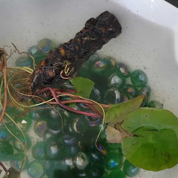 Casey Jones | American Folk Heroes Series | Limited Edition Plate No ...