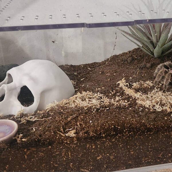 High Detail Human Skull Container Goth Storage Solution Skull Box Full ...