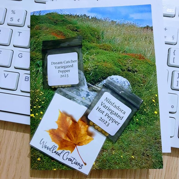 Dream Catcher Pepper Seeds - Micro Dwarf Pepper - Variegated Ornamental ...