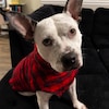 Dog Fleece Polo PDF Sewing Pattern Sizes XXS to 3XL 8 Sizes Instant ...