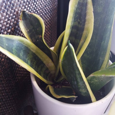 Ric Rac Cactus, Zig Zag Cactus, 2 Inch Bare Root Plant, Rare Fishbone ...