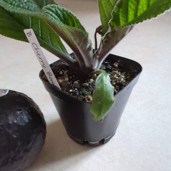 PK Sunny Rainbow Streptocarpus Cape Primrose 2.5 Pot Starter Plant - Etsy