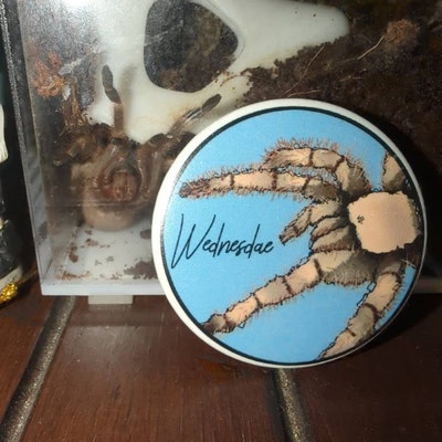 Enclosure Name Plate Ceramic Mexican Red Knee Tarantula - Etsy