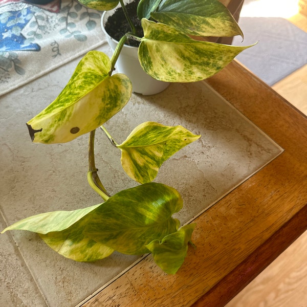 Pothos Robin: Teruno Japanese Pothos - Tropical Houseplant (4” Pot) - Etsy