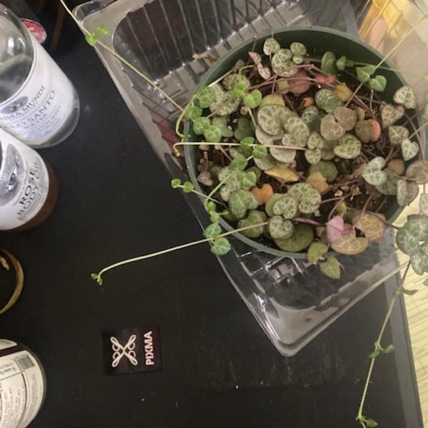 Blue Glow Agave | 3 Gallon | Live Succulent Plant | Cactus | Indoor ...