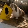 Lop Bunny Zone; Pet Rabbit Sign, Aluminum, 6", Glossy Black on Caution ...