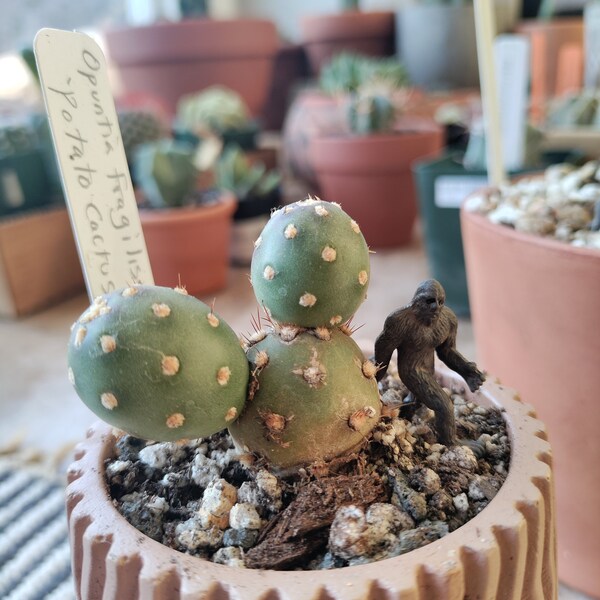 Set of Miniature Bigfoot - Mini Sasquatch - Terrarium Supplies - Teeny ...