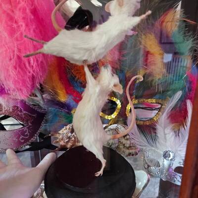 Circus Hoop Taxidermy Mice. - Etsy