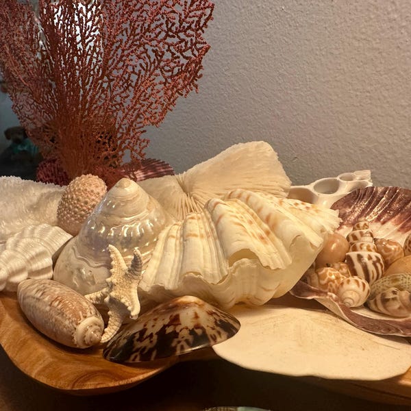 BEAR CLAW CLAM Shells 4-5" Paired Seashell Open Natural White Display ...