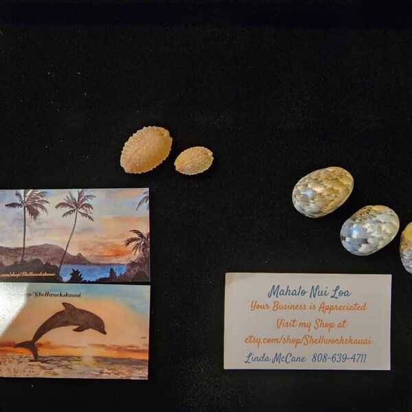 False Star Limpet Opihi Shells for Jewelry Making From Kauai - Etsy