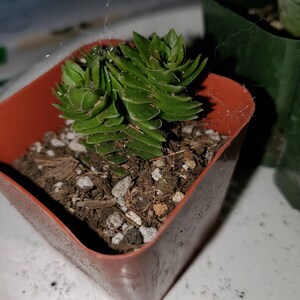 Imported Living Stone Lithops Succulent Plant - Etsy