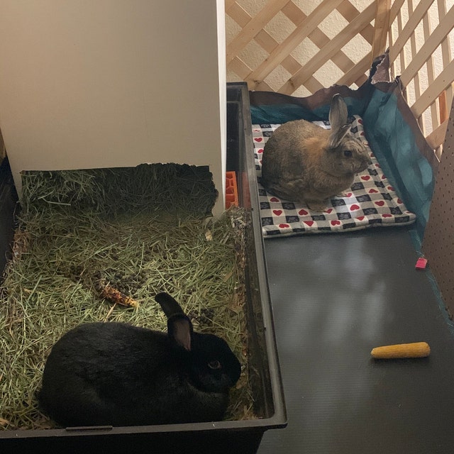 Assorted Cuteness Made With Much Love & Aloha by BunniesWithAloha