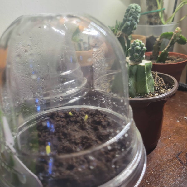 Hildewintera Colademononis Monkey Tail Cactus Seeds Super Furry Hybrid ...