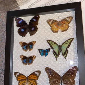 Real Butterfly Frame | Etsy