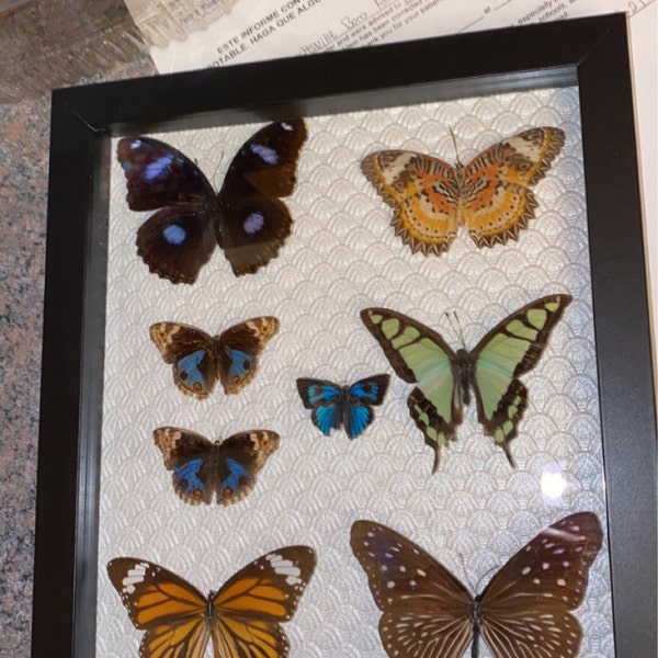 Real Butterfly Frame - Etsy