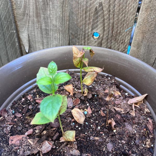 Star Apple Tree Green/purple Caimito Grafted Plant 2 Ft Tall - Etsy