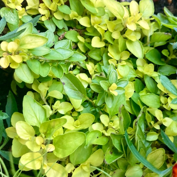 Golden Creeping Oregano - Etsy