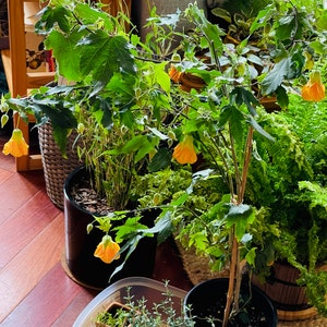 Geffner Atemoya 1 Plant 2 to 3 Feet Tall Ship in 3gal Pot - Etsy