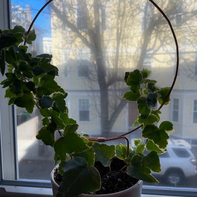 Copper Hoop Trellis, Full Moon Copper Houseplant Trellis, Plant Support ...