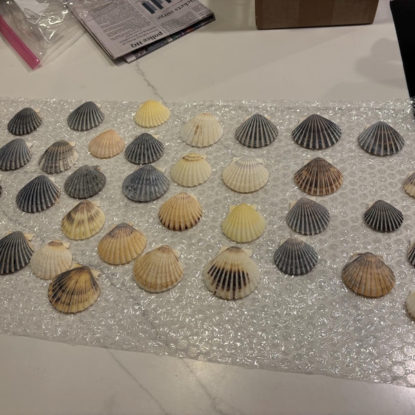 25 Assorted (2" and Under) Cape Cod Scallop Shells All Natural - Etsy