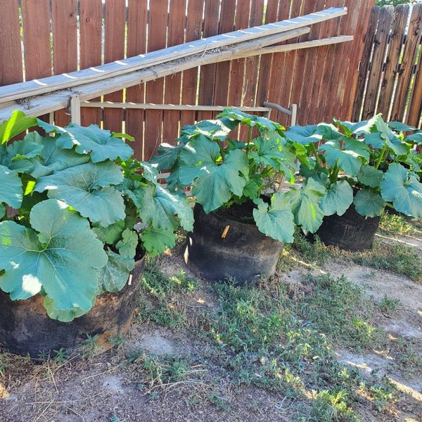 Strawberry Crown (heirloom/c.maxima/organic) Seeds: Strawberry Squash ...