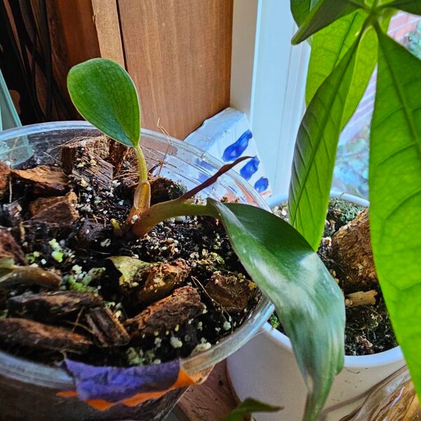 Philodendron Royal Queen Starter Plant ALL STARTER PLANTS Require You ...