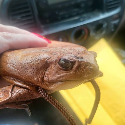 Cane Toad Purse Shoulder Bag - Etsy