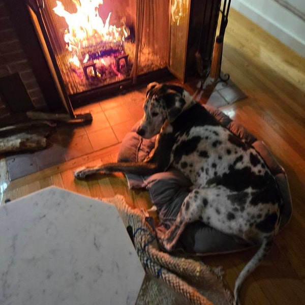 Deluxe 16" Repose Wood Pellet Fire Logs Open Face , Deluxe Set Free S/H ...