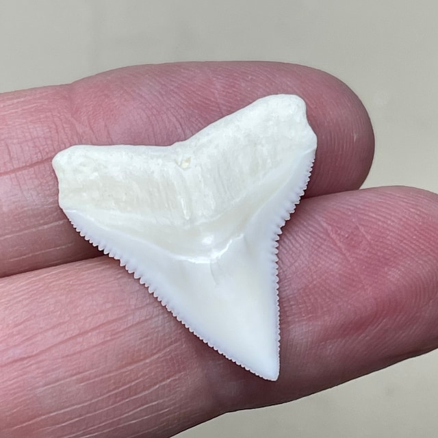 The Shark Tooth Shop by TheSharkToothShop on Etsy