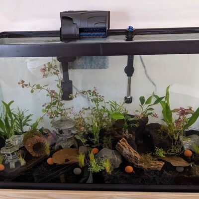 Alternanthera Reineckii var 'roseafolia' BUY3GET1FREE Live Aquarium ...