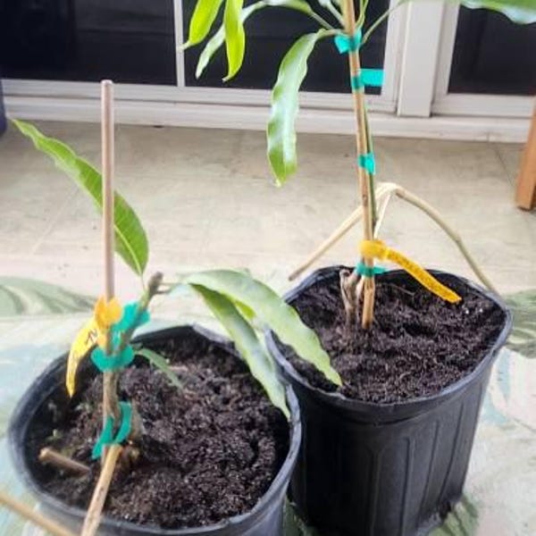 Julie Dwarf (juliette) Mango Tree GRAFTED 2-4 Ft Tall.ship to All ...
