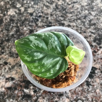 Philodendron Brandtianum Aff wild Form - Etsy