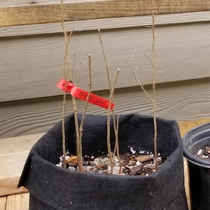 5 Red Maple Bare Root acer Rubrum | Etsy