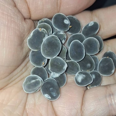 50 Grams of Large Seeds of Indian Soapberry sapindus Mukorossi or About ...