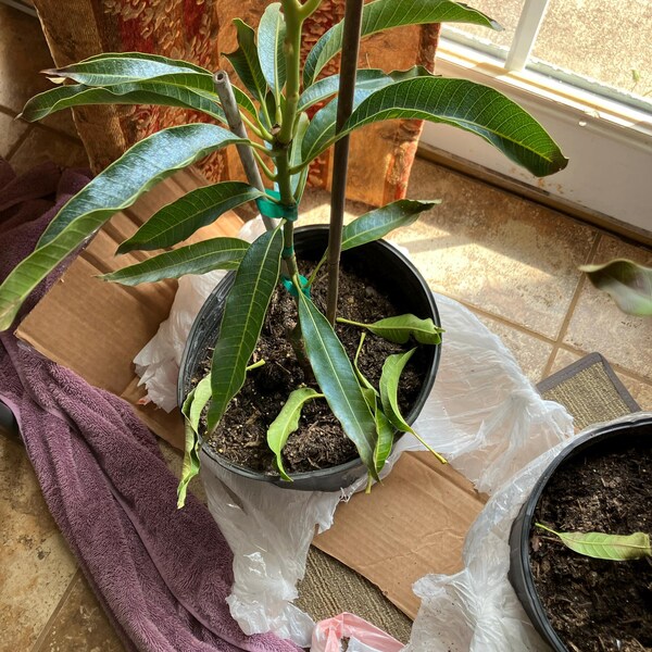 Jakarta MANGO TREE GRAFTED (2-4 Feet Tall). Ship to All States - Etsy