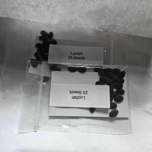 Loofah Seeds/25 Organically Grown Loofah Seeds/loofah/luffa/seed/garden ...
