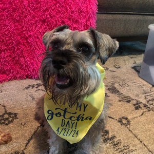 Ball-less & Flawless Dog Bandana, Funny Dog Bandana, Neuter Bandana ...