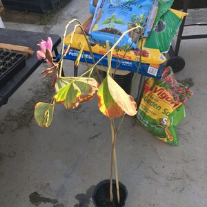 Fuchsia First Love 1 Live Plant Ship in 6 Pot | Etsy