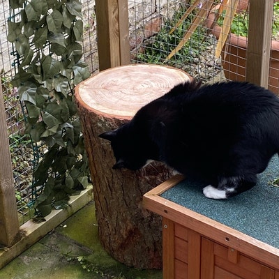 Sustainable Wooden Log Cake Stand, Rustic or Sanded Wedding Cake ...