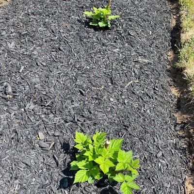 3 Raspberry Plants heritage Everbearing, Red3 Large, 1 Year Old, Bare ...