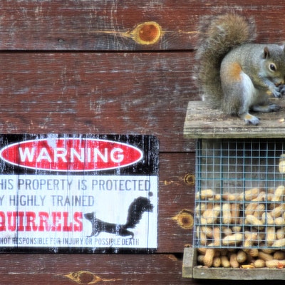 Squirrel Sign,funny Metal Signs,protected by Squirrels,squirrels ...