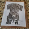 Custom Graphite Pencil Pet Portraits Two 5x7 - Etsy