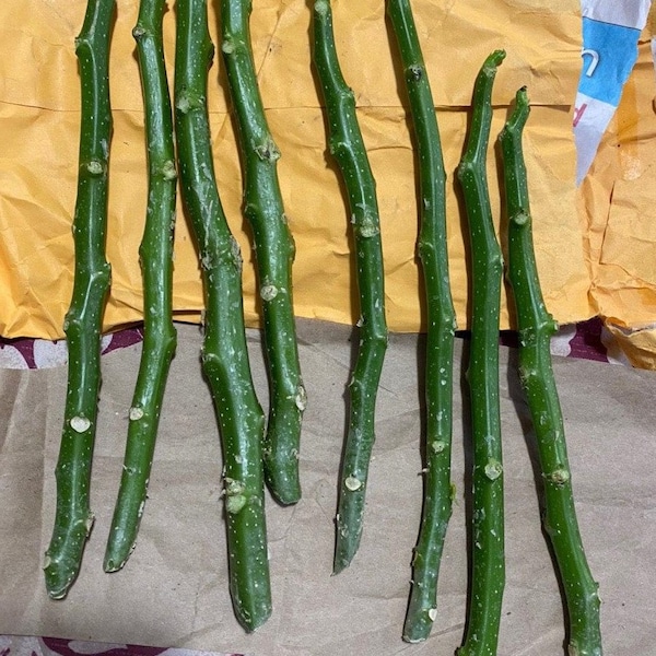 Chaya Cuttings (8) Organic From Southwest Florida - Etsy