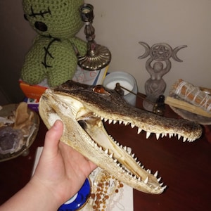 ALLIGATOR BONE DUST Voodoo, Hoodoo, Wicca, Gothic, Oddity - Etsy