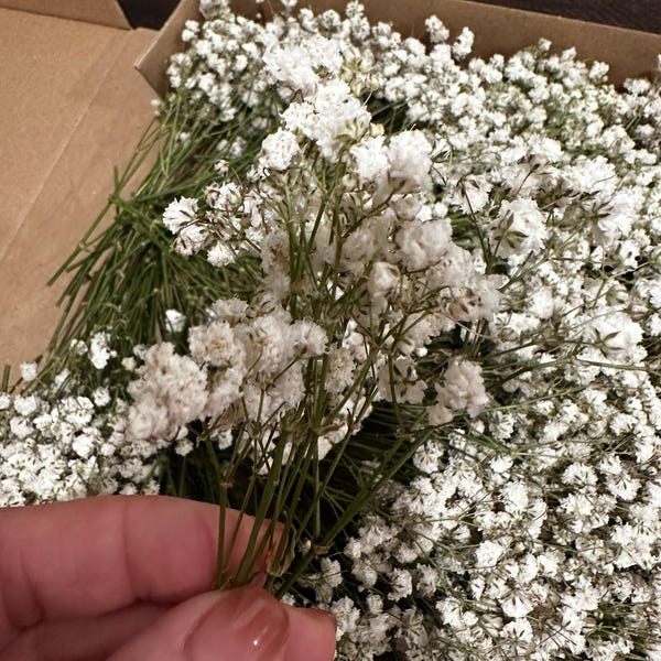 Fresh Eryngium, Natural Blue Thistle, Fresh Thistle, Natural Fresh ...