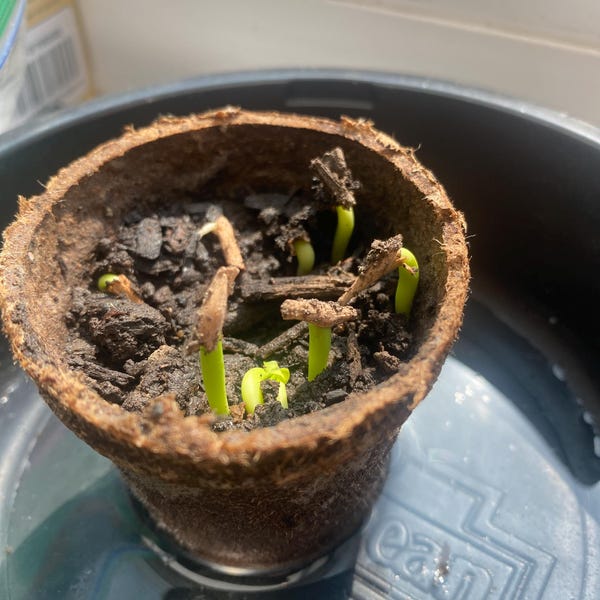 20pcs Rare Ink Rose Seeds - Non-gmo Heirloom Variety for Your Garden ...