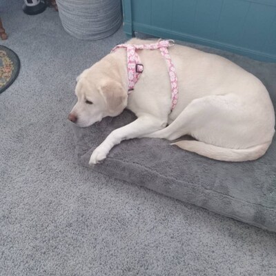 Skull Cat Collars Nautical Cat Collar Skull Cat Harness Pirate Cat ...