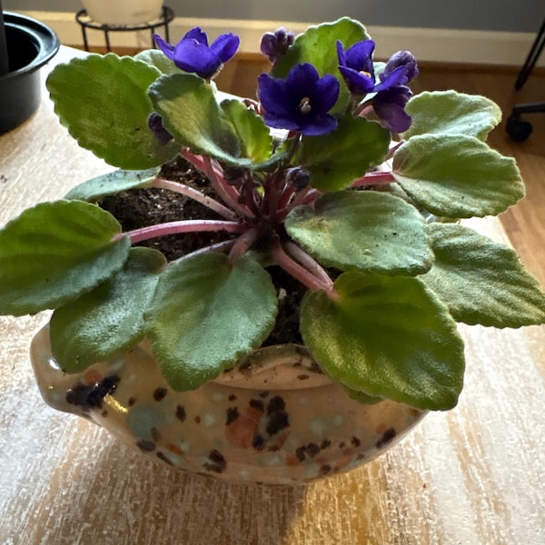 2" Mini African Violets Set (2 Assorted Plants) - Etsy